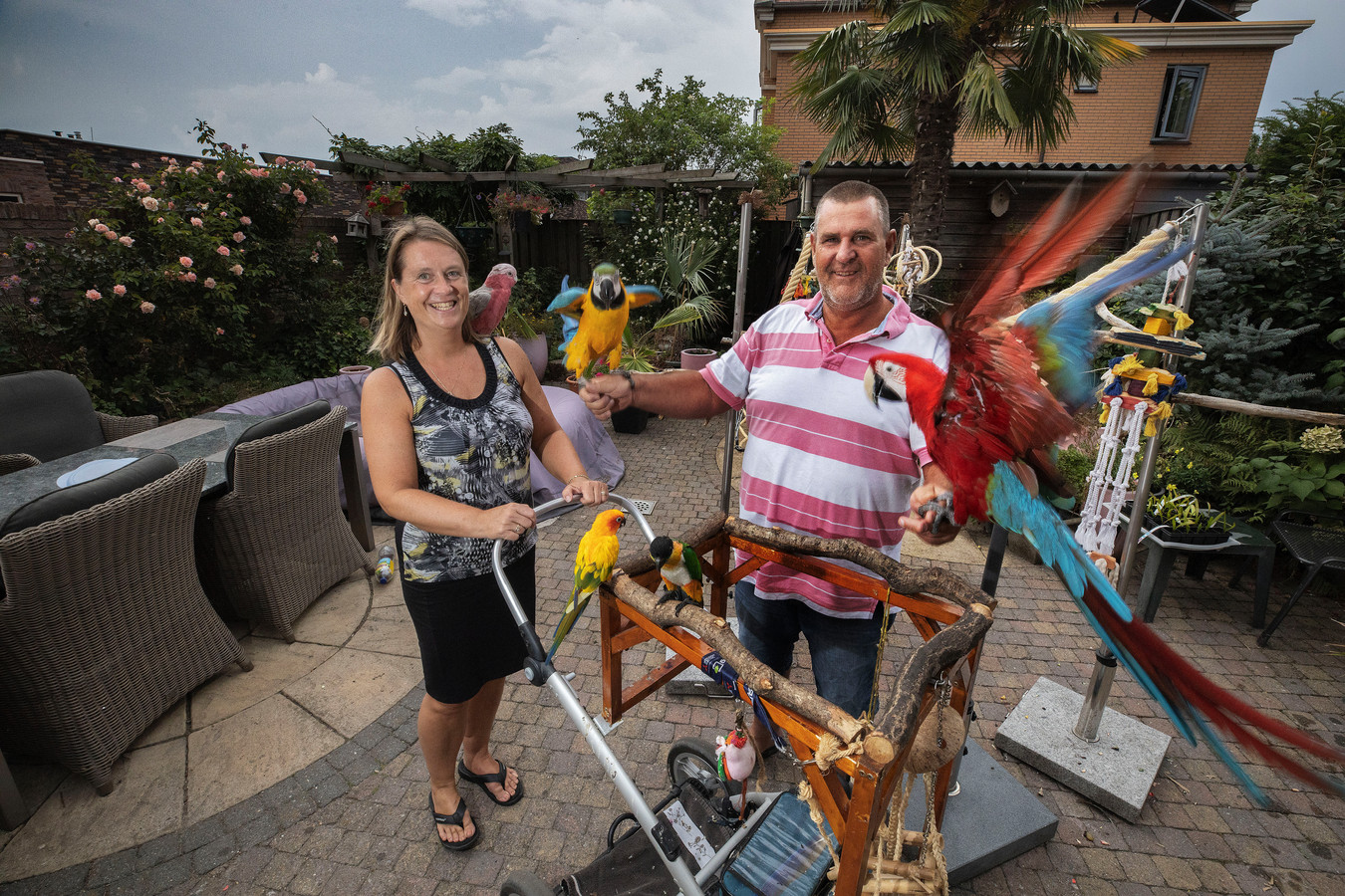 Echtpaar uit Eindhoven gaat uit wandelen met 5 papegaaien: ‘Het zijn ...