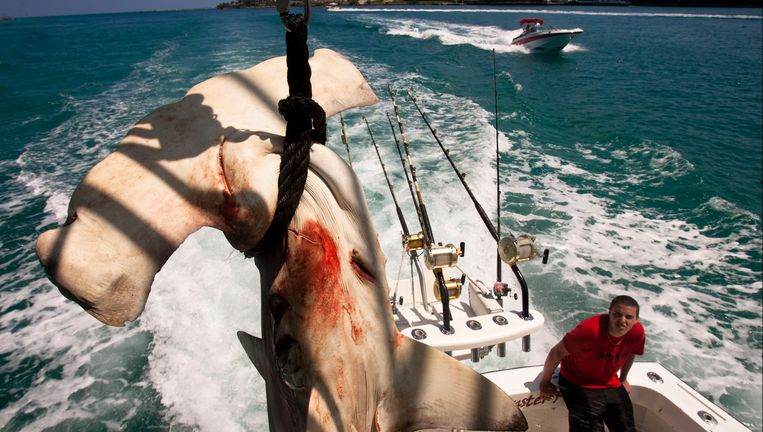 Illegale visserij bedreigt nu ook haaien in Rode Zee | De Morgen