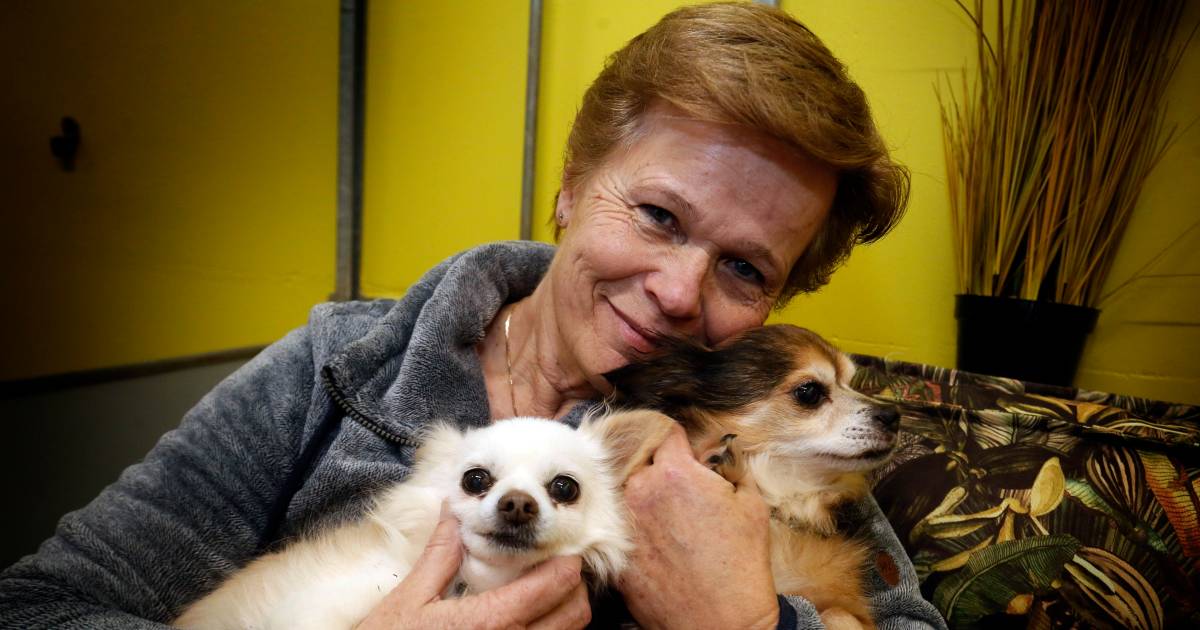 Dierenasiel Gorinchem richt dierenhuiskamers in voor senioren: ‘Die ...