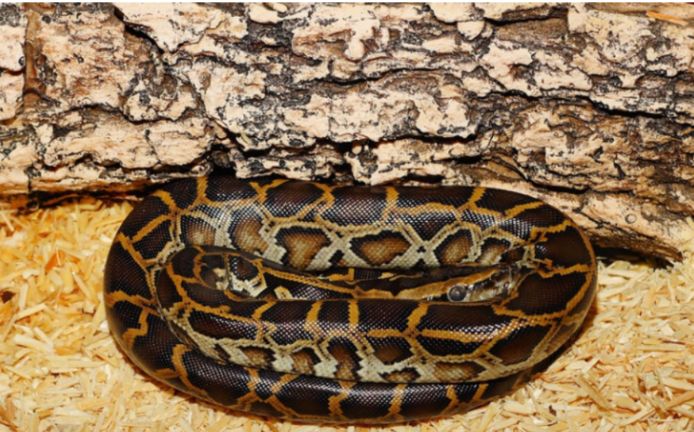 Na dode python in kanaal Gent-Terneuzen: politie valt binnen bij 32 ...