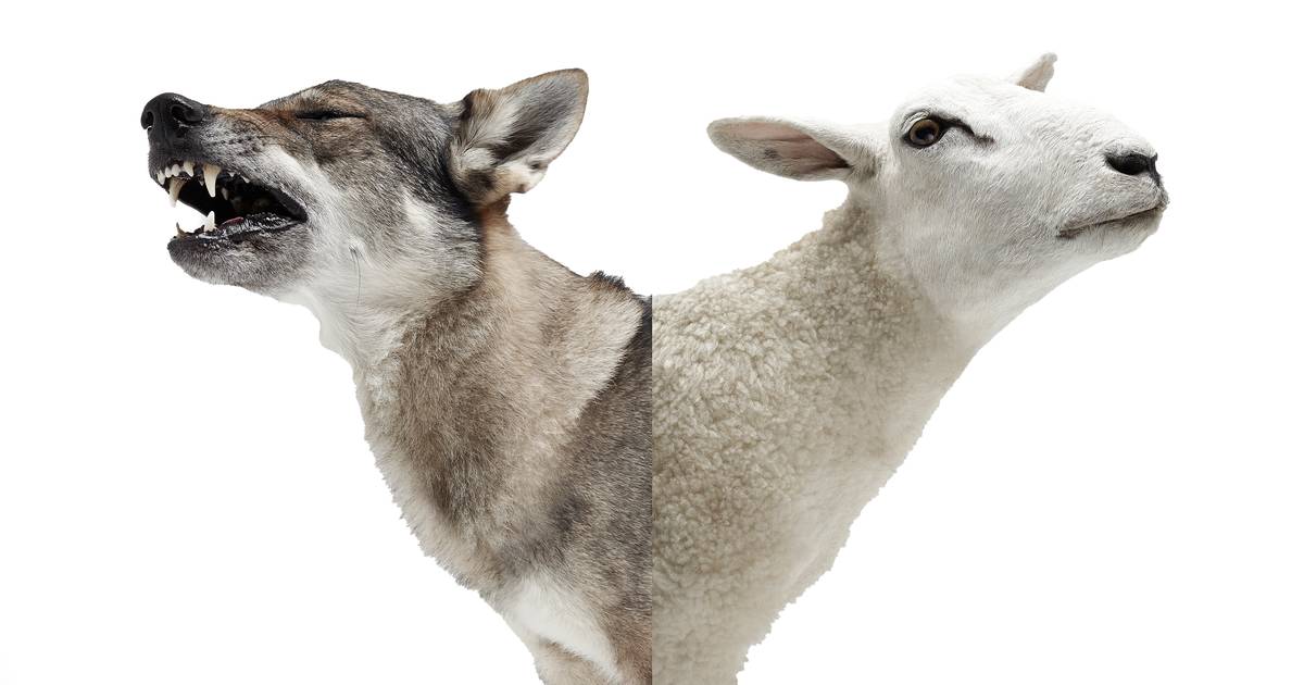 Schapen in Zaltbommel en Maasdriel volgens provincie vermoedelijk ...