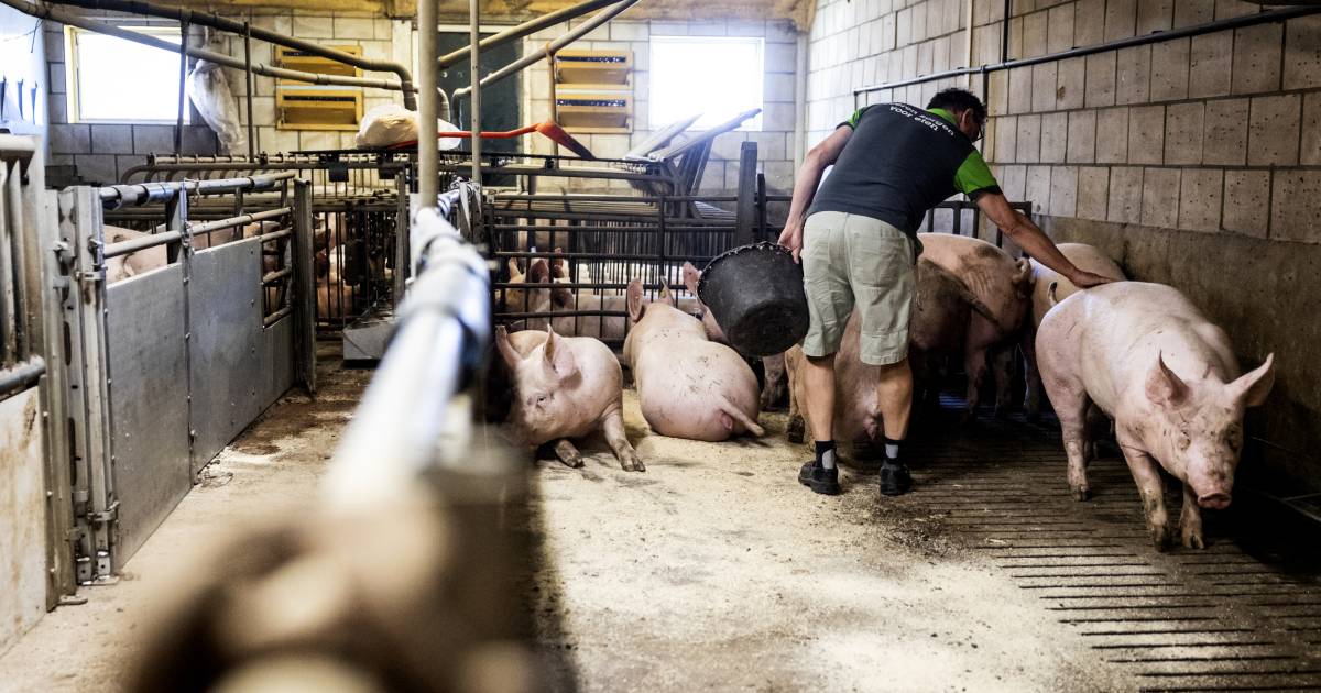 Meer geld voor stikstofmaatregelen in noordelijke provincies | Leeuwarden | AD.nl