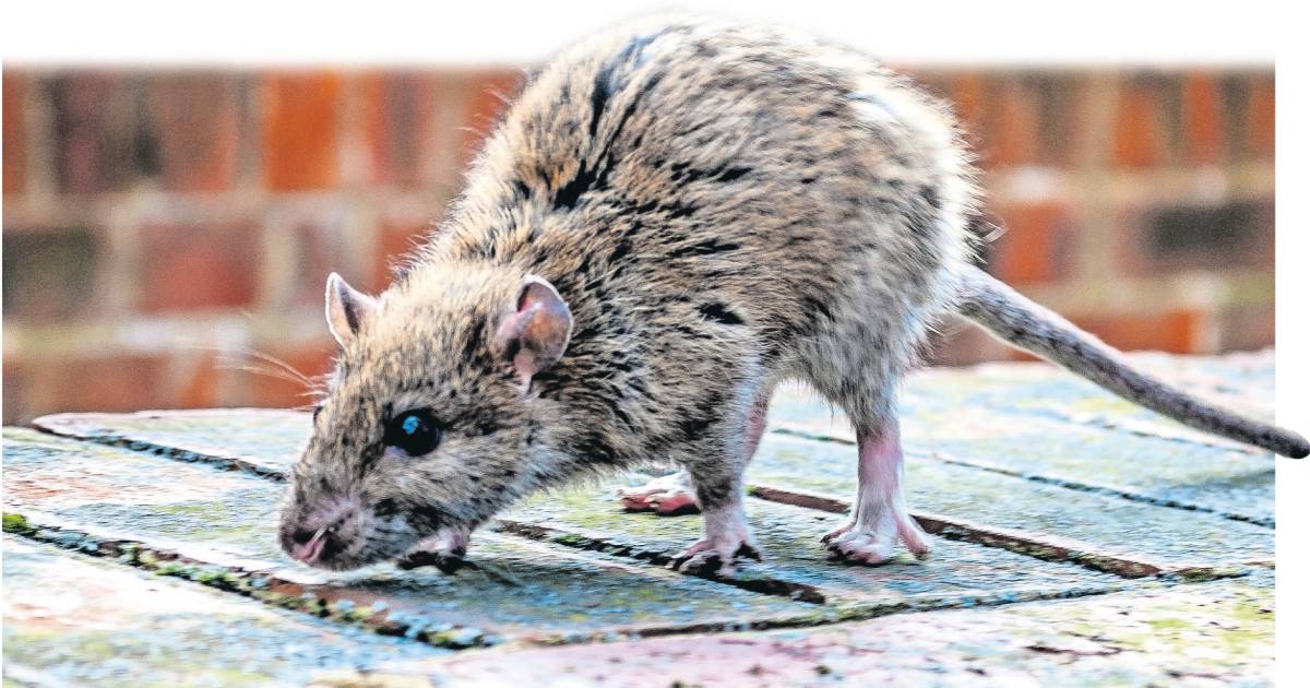 ‘Kind in Moerwijk met dode rat in de hand, dit is echt schandalig en ...