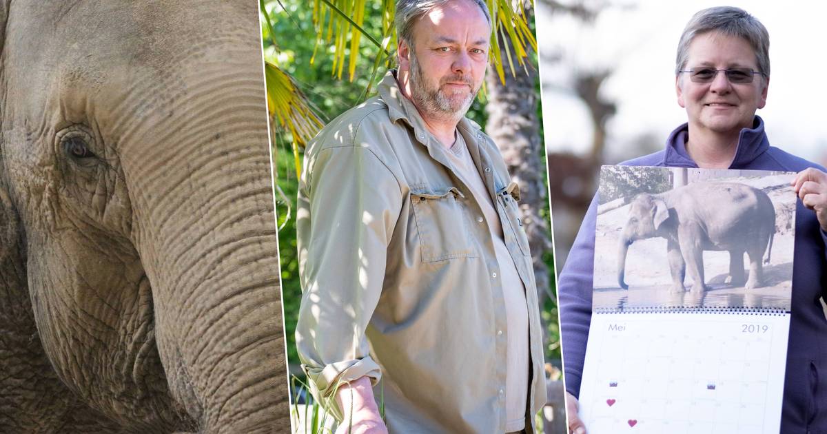 Hoofdverzorger en grootste fan over overleden olifant Yu Yu Yin: “We ...