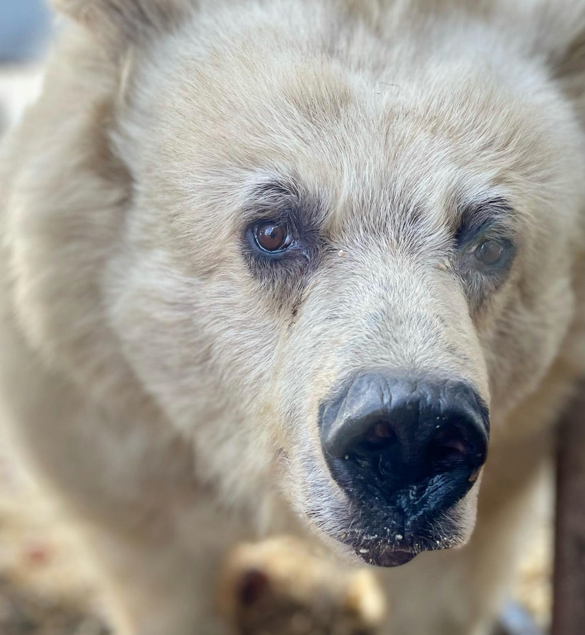 KIJK. Zag u er vanmorgen ook zo verwilderd uit? Ontwakende witte beer ...