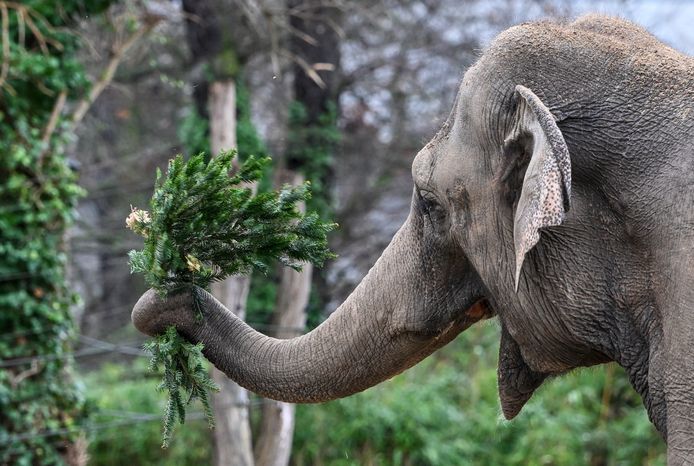 Berlin Zoo serveert onverkochte kerstbomen aan zijn bewoners | Buitenland | hln.be