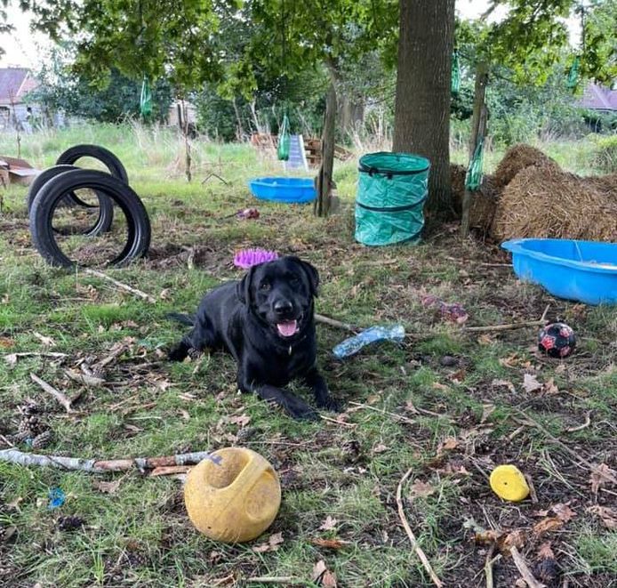 Nieuwe ‘snuffeltuin’ in Drongen: “Een plek waar je hond gewoon hond kan zijn” | Gent | hln.be