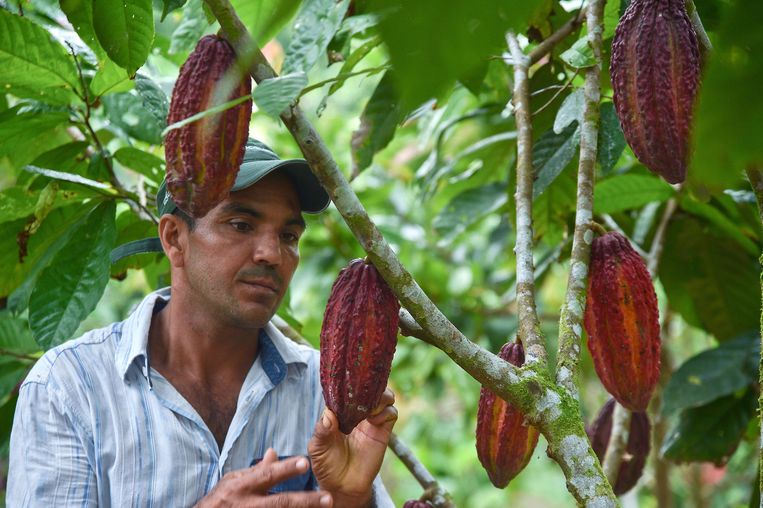 Europa ligt opeens ver weg voor cacaoboeren uit Colombia | Trouw