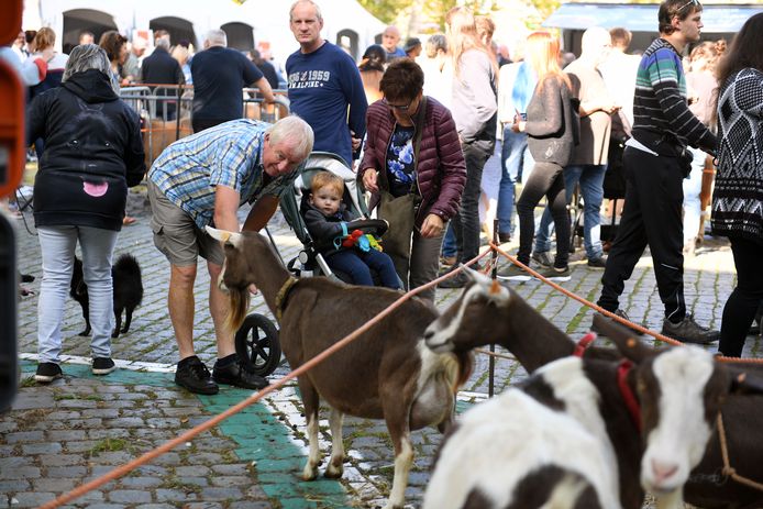 Beestenmarkt blijft traditie op 70ste Jaarmarkt | Leuven | hln.be