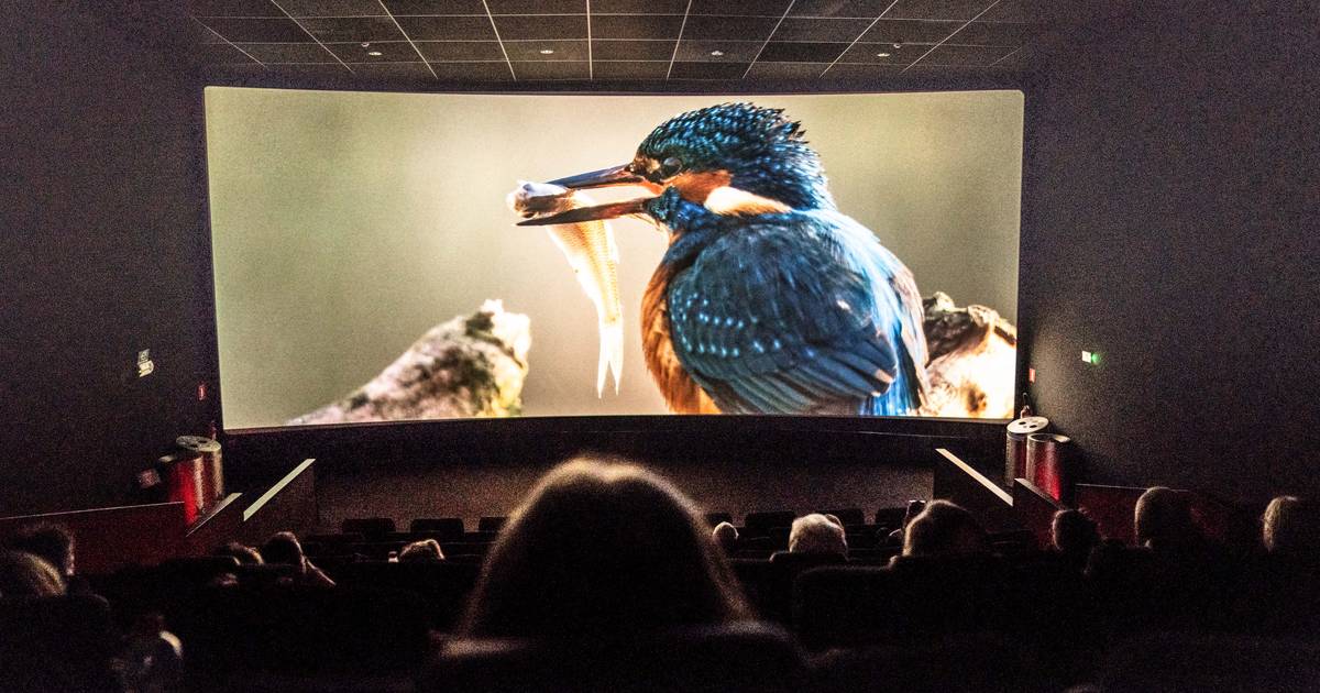‘Onze Natuur’ in de cinema: applaus voor 85 minuten vreten, vozen en ...