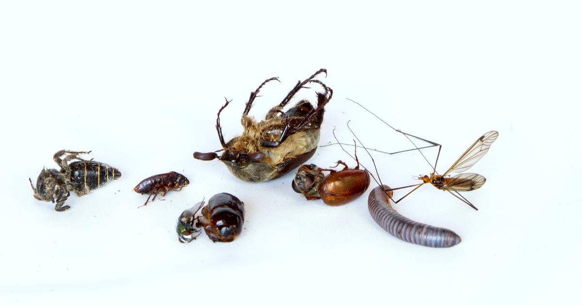 Het insect verdwijnt! | Binnenland | AD.nl