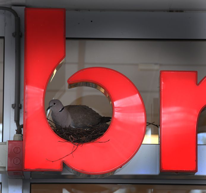 Duivenechtpaar keert voor nóg een gezinsuitbreiding terug naar het ...