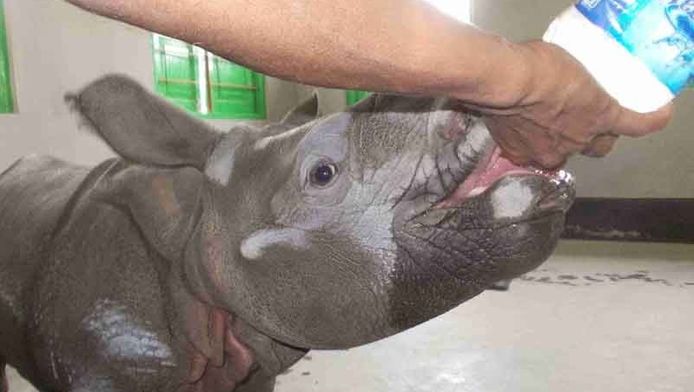 Baby neushoorn vecht voor leven na dood van moeder | Nieuws | AD.nl