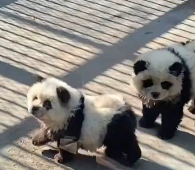 Bezoekers Chinese dierentuin voelen zich bedrogen: panda’s blijken ...