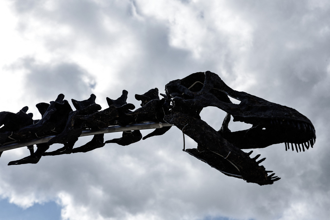 Meisje van 10 ontdekt enorme voetsporen van dinosaurussen tijdens ...