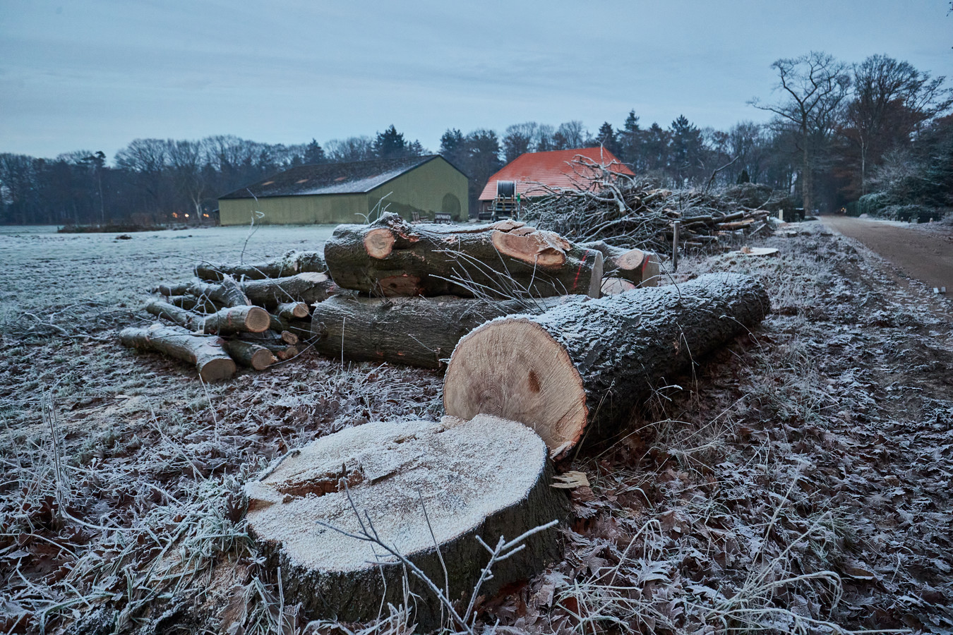 Boer die bomen in Joppe illegaal velde, moet ook nog bomen herplanten ...