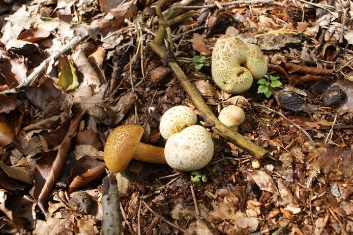 Bovist en boleet spelen onder één hoedje | Natuur van nabij ...