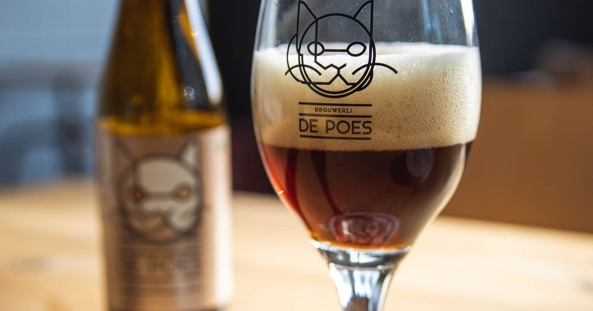 De Poes Bruin pakt brons op International Brewing Awards | Tielt | hln.be