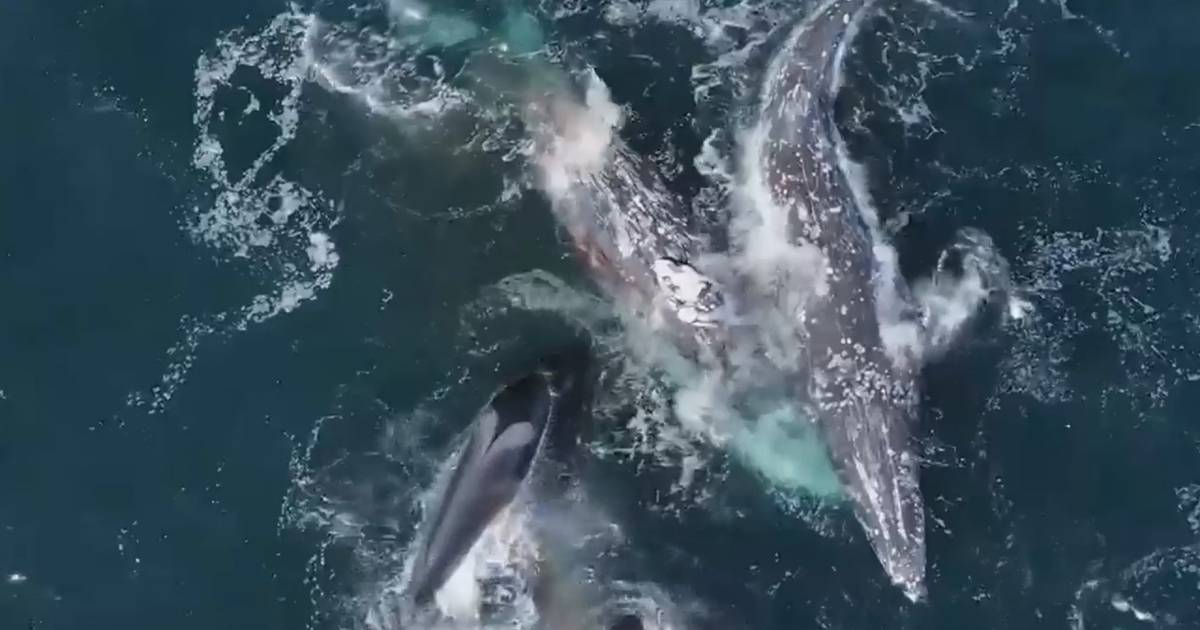 Des baleines sauvagement attaquées par des orques dans la baie de ...