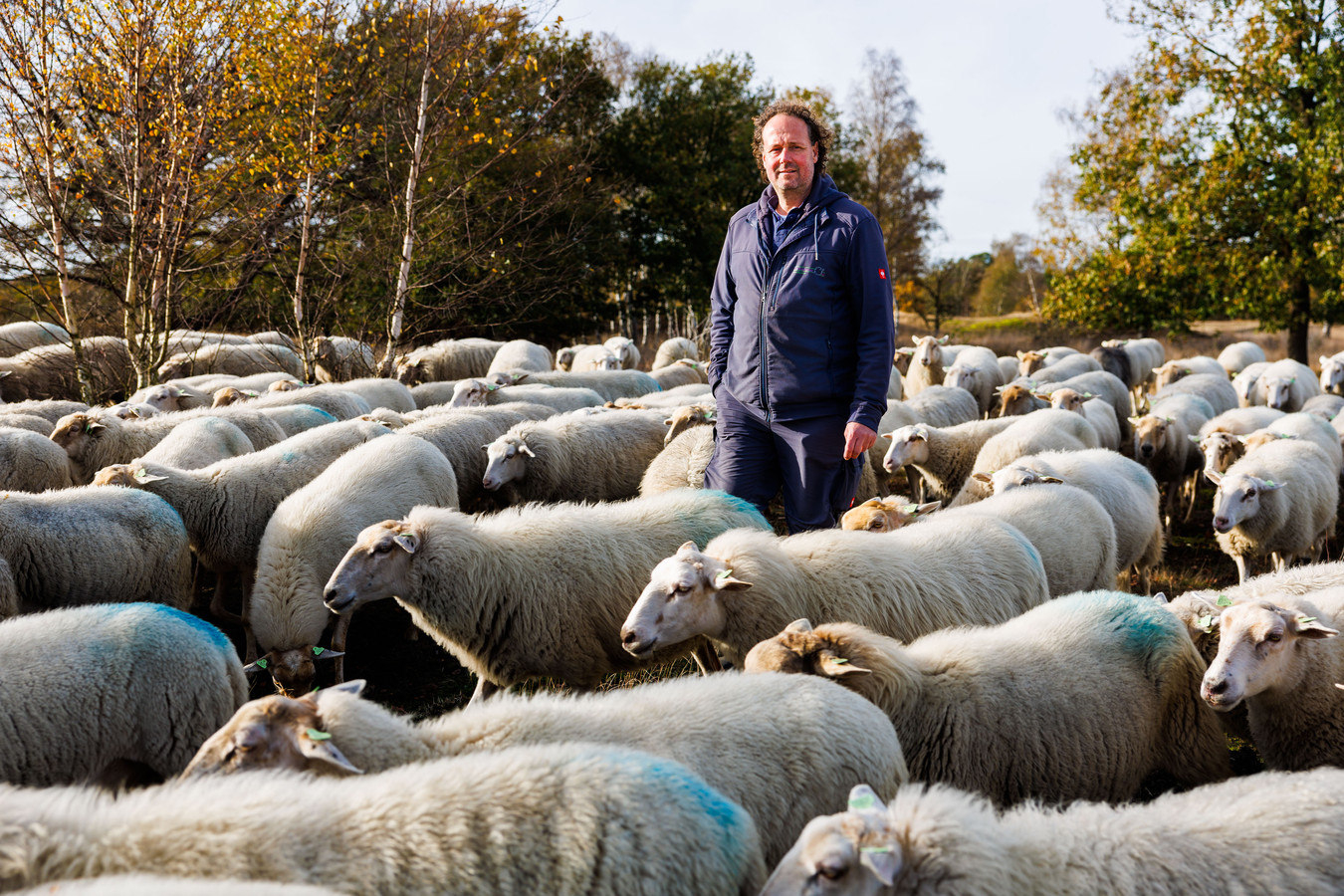 Dood van knutten geeft schapen kans op overleven: ‘Het voelt als ...