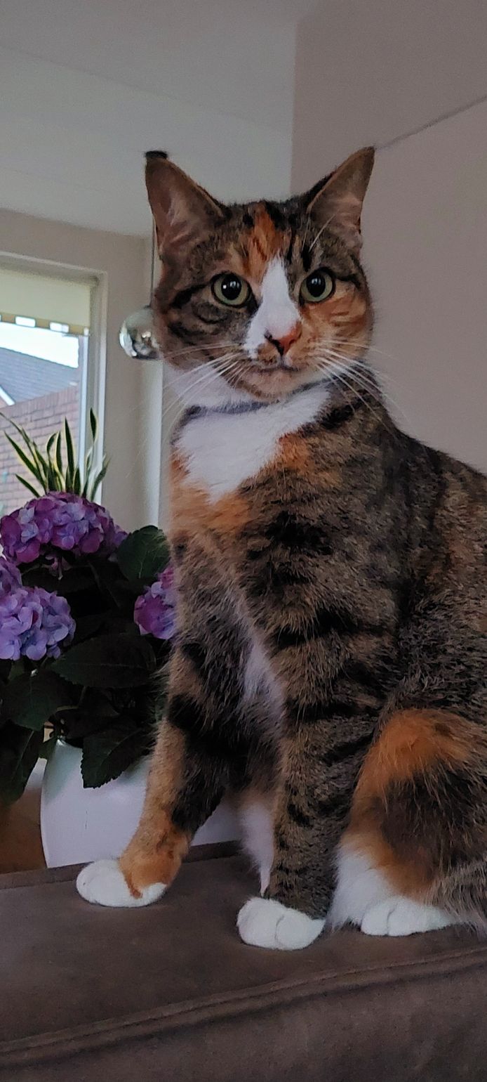 Dit zijn jullie inzendingen van de leukste katten op Wereldkattendag 2023 | Home | gelderlander.nl