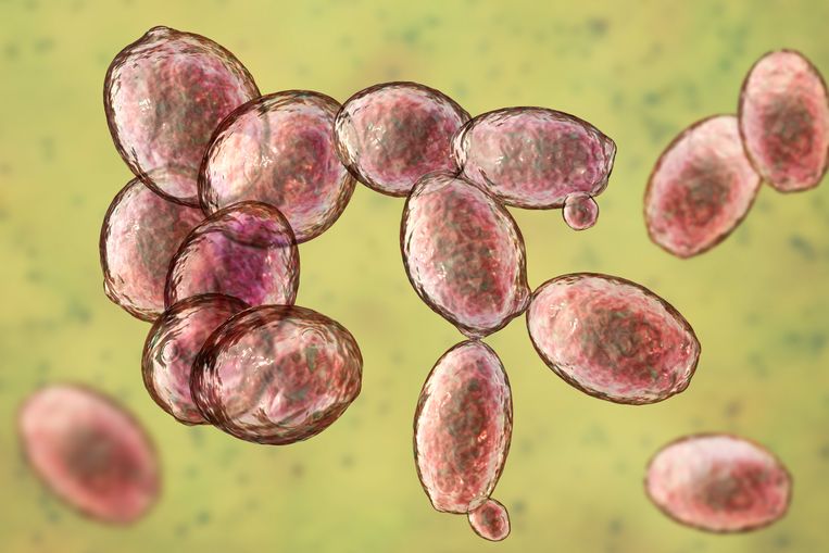Nederlandse wetenschappers zien voor het eerst een nieuw gen uit het ...