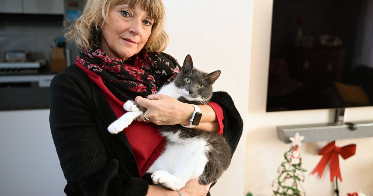 Onbekende vuurt kogel met loodjesgeweer op kattin Marcelle (3 ...