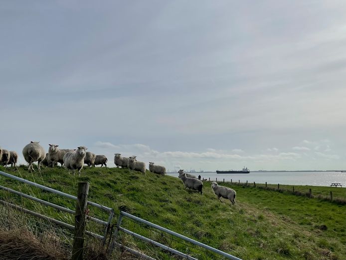 Loodsen balen van Poetins tankstation: 'Tegen wil en dank zijn we erbij ...