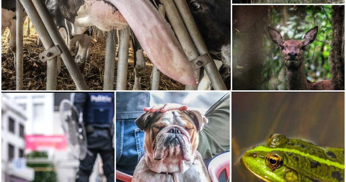 Bij de beesten af... Ontdek het geestig beestige jaaroverzicht van onze ...