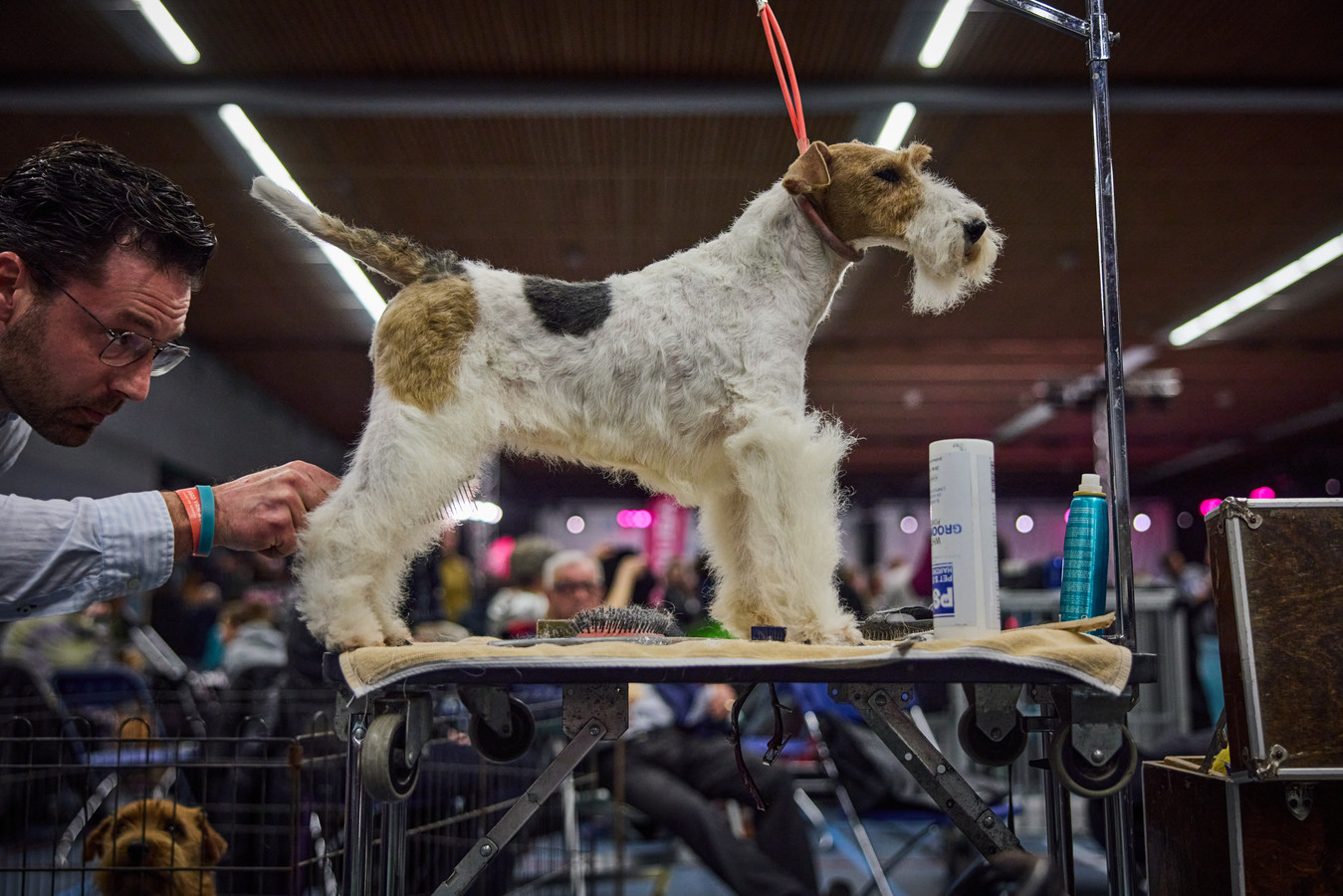 De hondenverkiezing: zielig, of een feest voor mens en dier? ‘Mijn ...