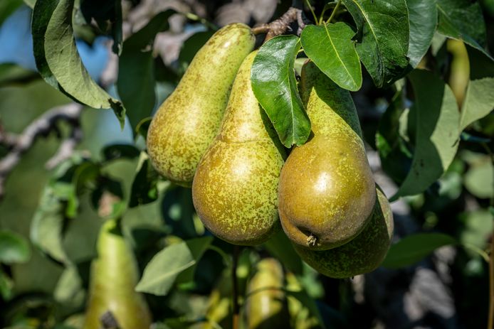 Breda blijkt dol op peren: ‘Stad houdt er geheel eigen voorkeuren op na ...