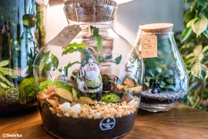 Aalsterse start met ‘Terrariums by Evi’: “Je moet de plantjes bijna ...