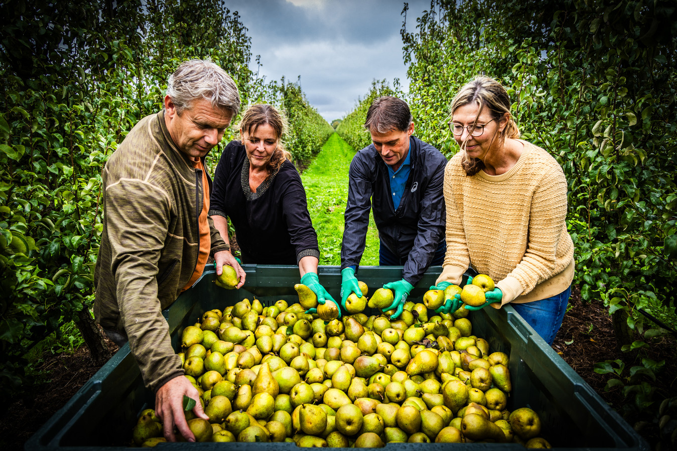 Ondernemers plukken restfruit voor Voedselbank: ‘Vijfduizend kilo nog ...