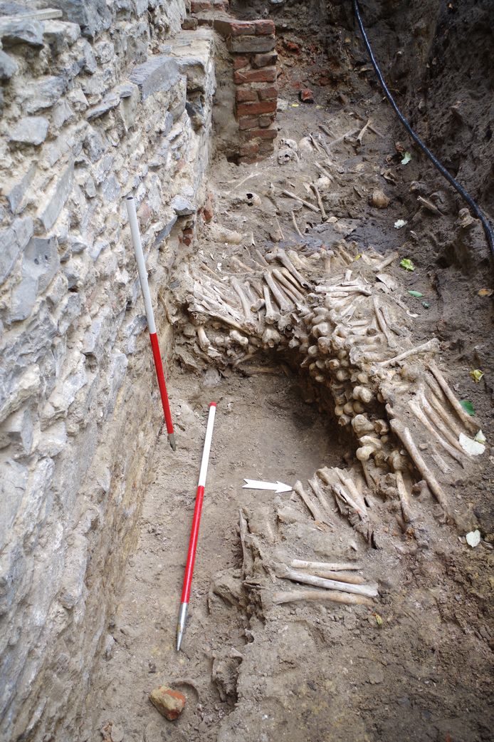 Archeologisch onderzoek in en rond Sint-Baafskathedraal levert verbluffende resultaten op: 1.057 ...