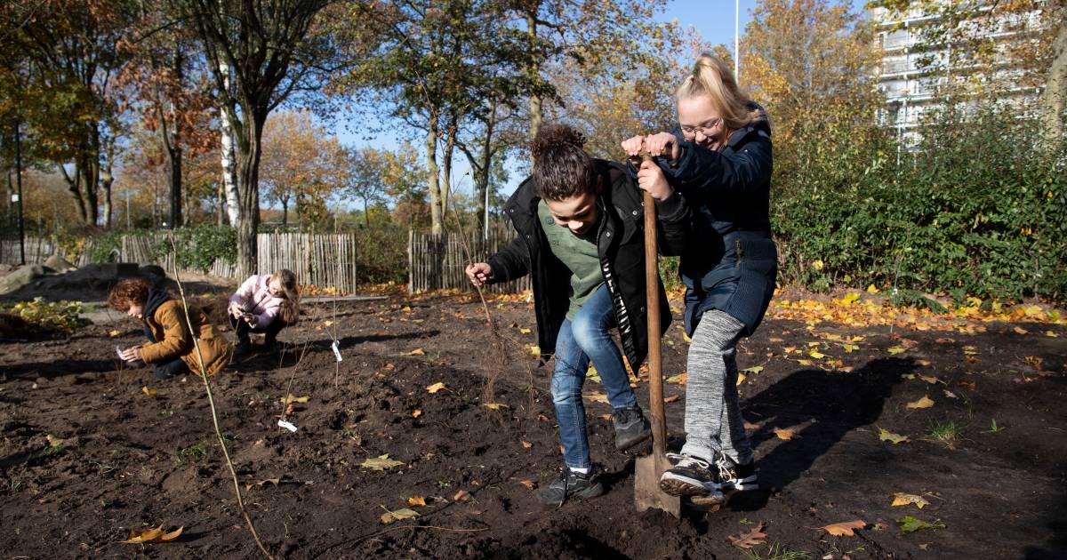 Geen tiny forest maar ‘tuiny forest’: Rhenen wil minibossen bij de ...