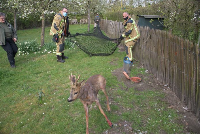 Jong hert met gebroken poot belandt in achtertuin Kontichs gezin ...