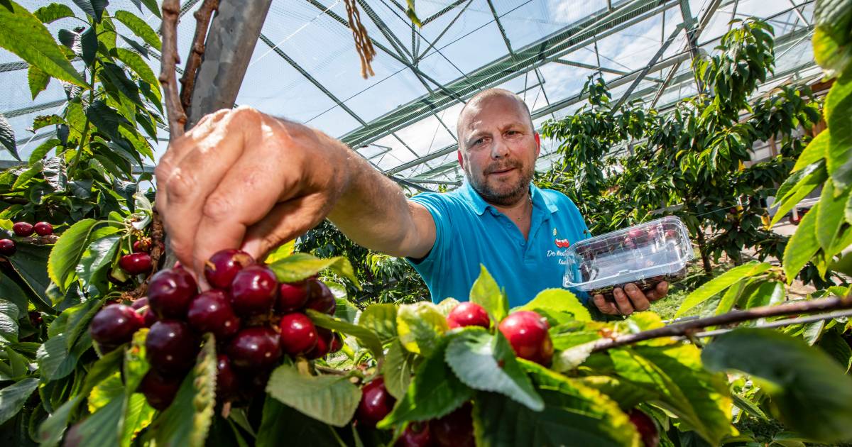 Stormloop op verse kersen uit de kas, Frank ging er vroeg voor uit bed ...