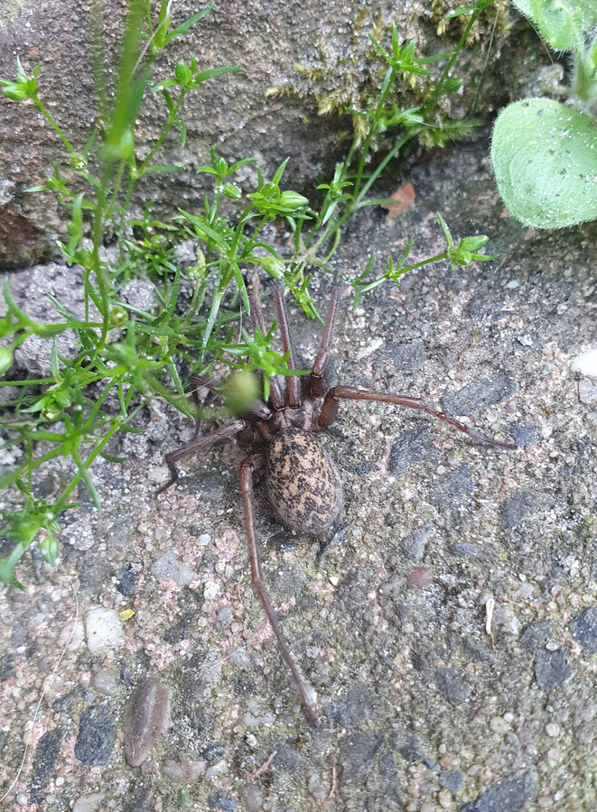 Huisspinnen van acht centimeter rennen nu al voor onze voeten: ‘Ze ...