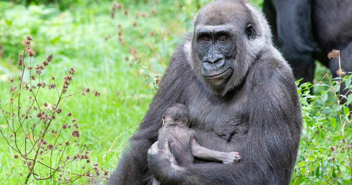 Beschuit met muisjes in Apenheul: na jaren is er weer een gorilla geboren | Instagram | destentor.nl