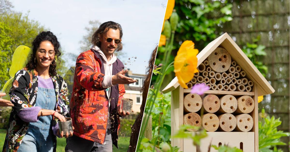 Zomerfruit en chocola zouden zonder bijen niet bestaan: zo help je deze ...