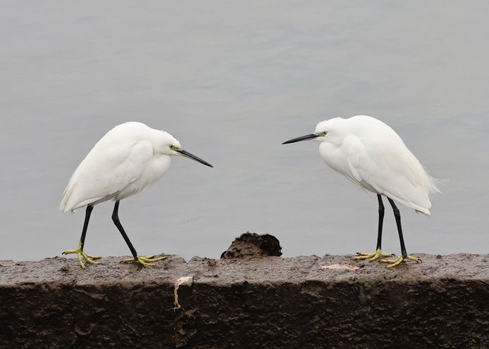 Een witte reiger is soms nog wél bijzonder | Zeeuws nieuws | pzc.nl