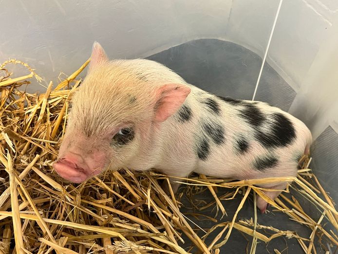 Minivarken Colletje midden in de nacht gedumpt: “Politie zoekt daders ...