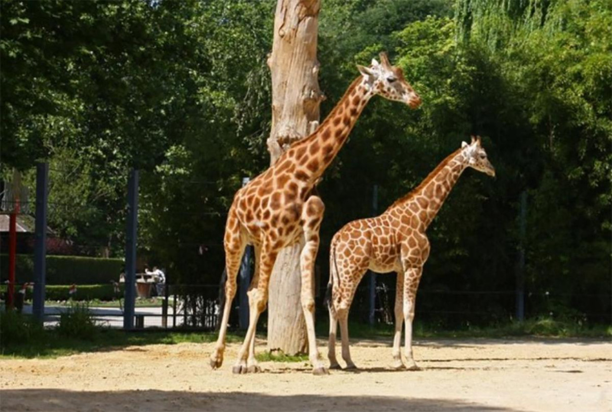 Ook giraf wordt voortaan beschermd | De Morgen