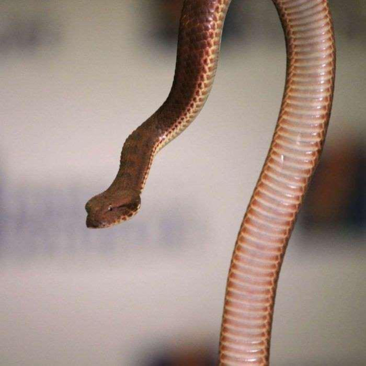 Giftige slangen in Australische post | De Morgen