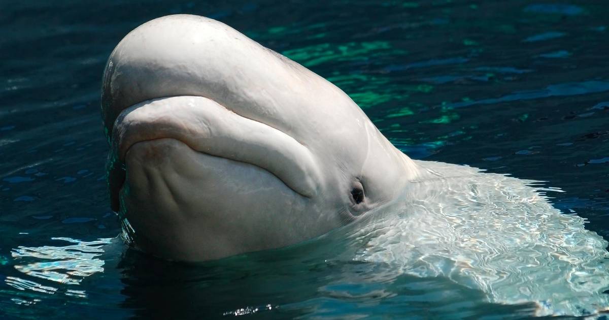 Witte dolfijn gespot in de Seine | Dieren | hln.be