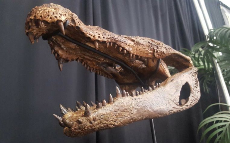 Te koop op eBay: botten van een tyrannosaurus rex | De Morgen