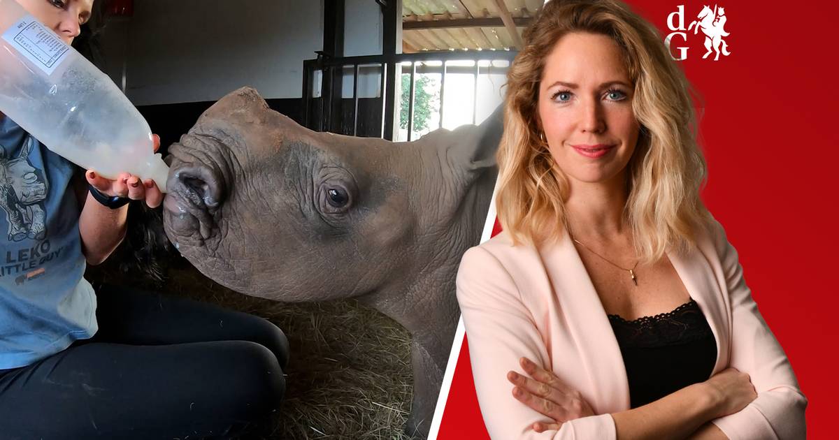 Twee Albert Heijns in één dorp, bijna naast elkaar • Marloes verzorgt ...