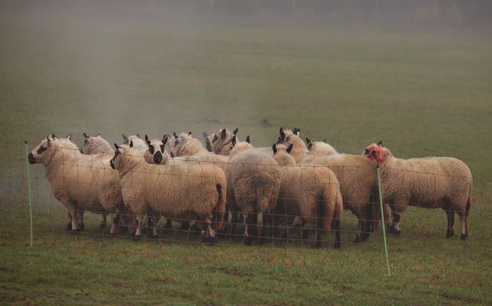 Honden bijten schaap dood in Doorwerth, baasje scheurt weg | Renkum ...