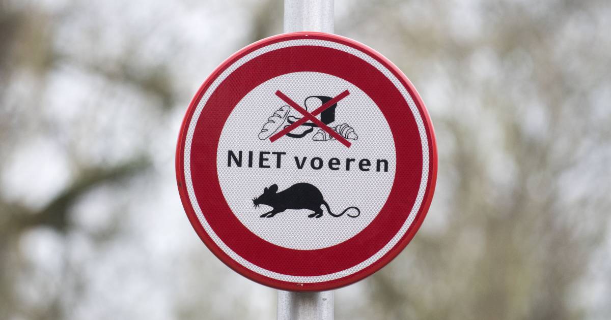 Ook Papendrecht wil verbod op eendjes voeren om overlast door ratten te ...