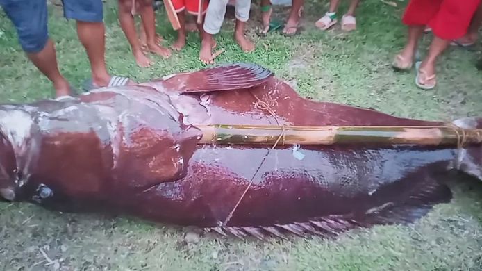 Vissers vangen baars van maar liefst 190 kg: “Dit is de grootste vis ...